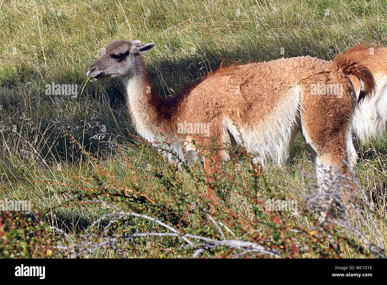 Guanaco in south america patagonia hi-res stock photography and images ...
