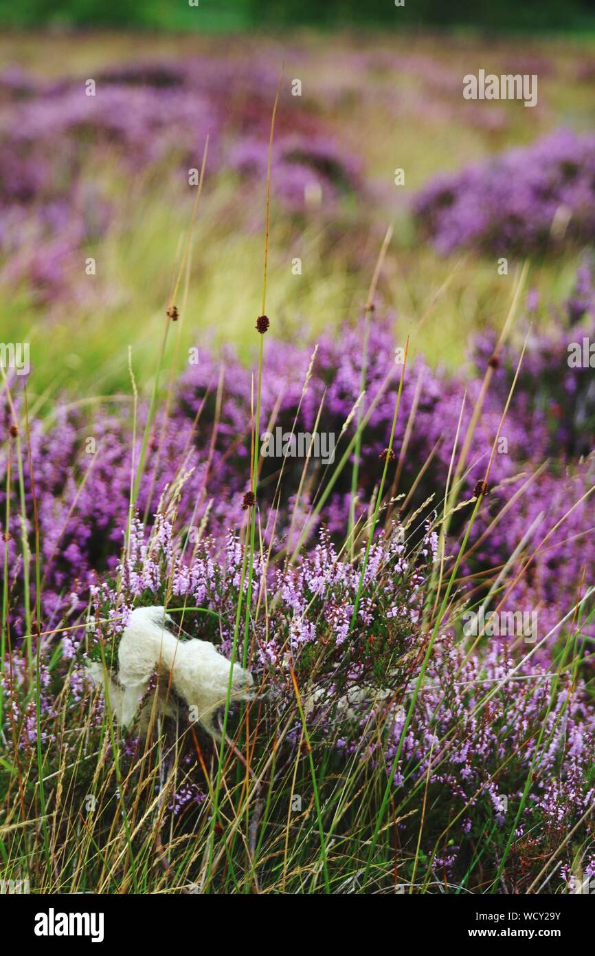Growing wool hi-res stock photography and images - Alamy