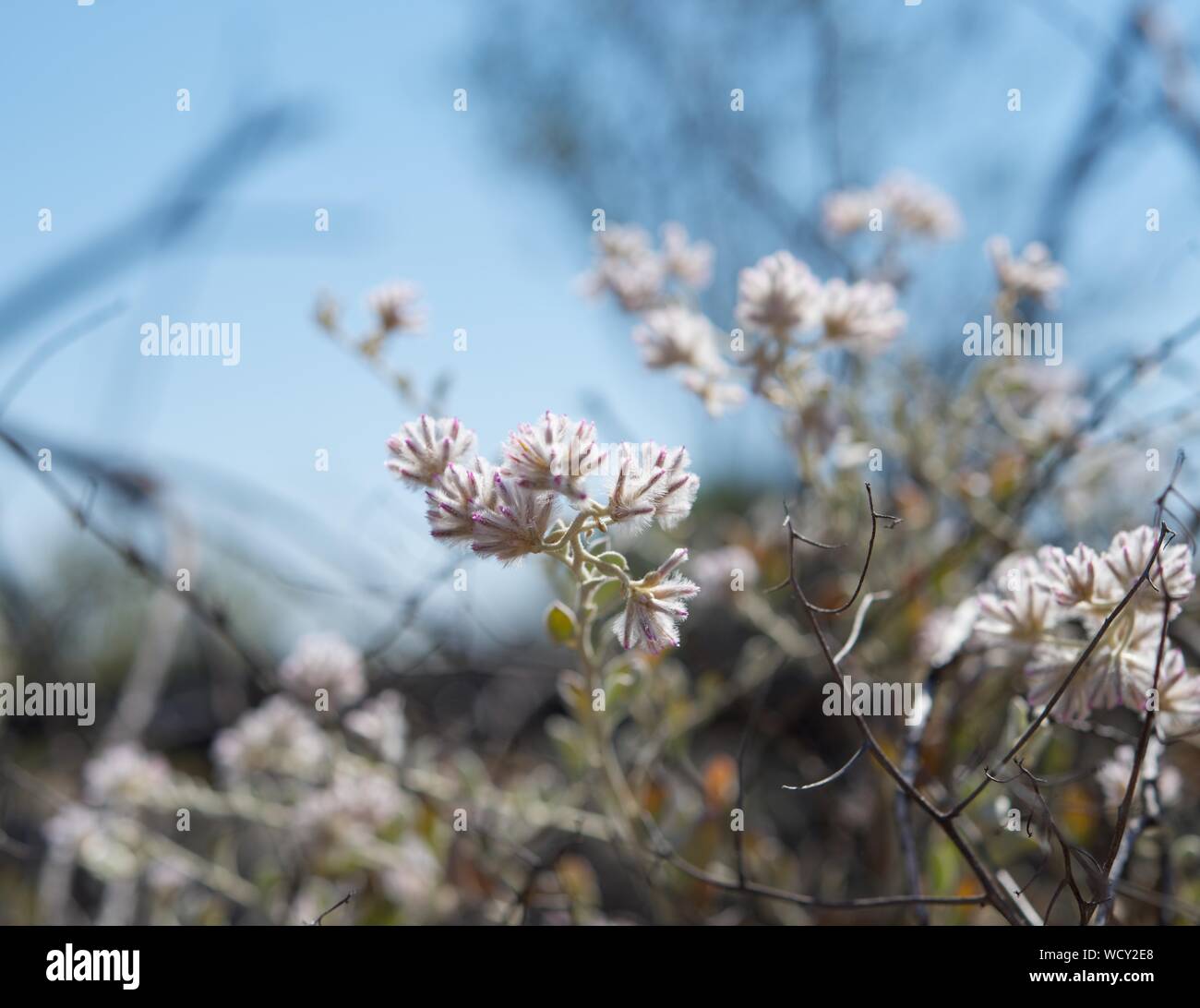 Mulla tree hi-res stock photography and images - Alamy