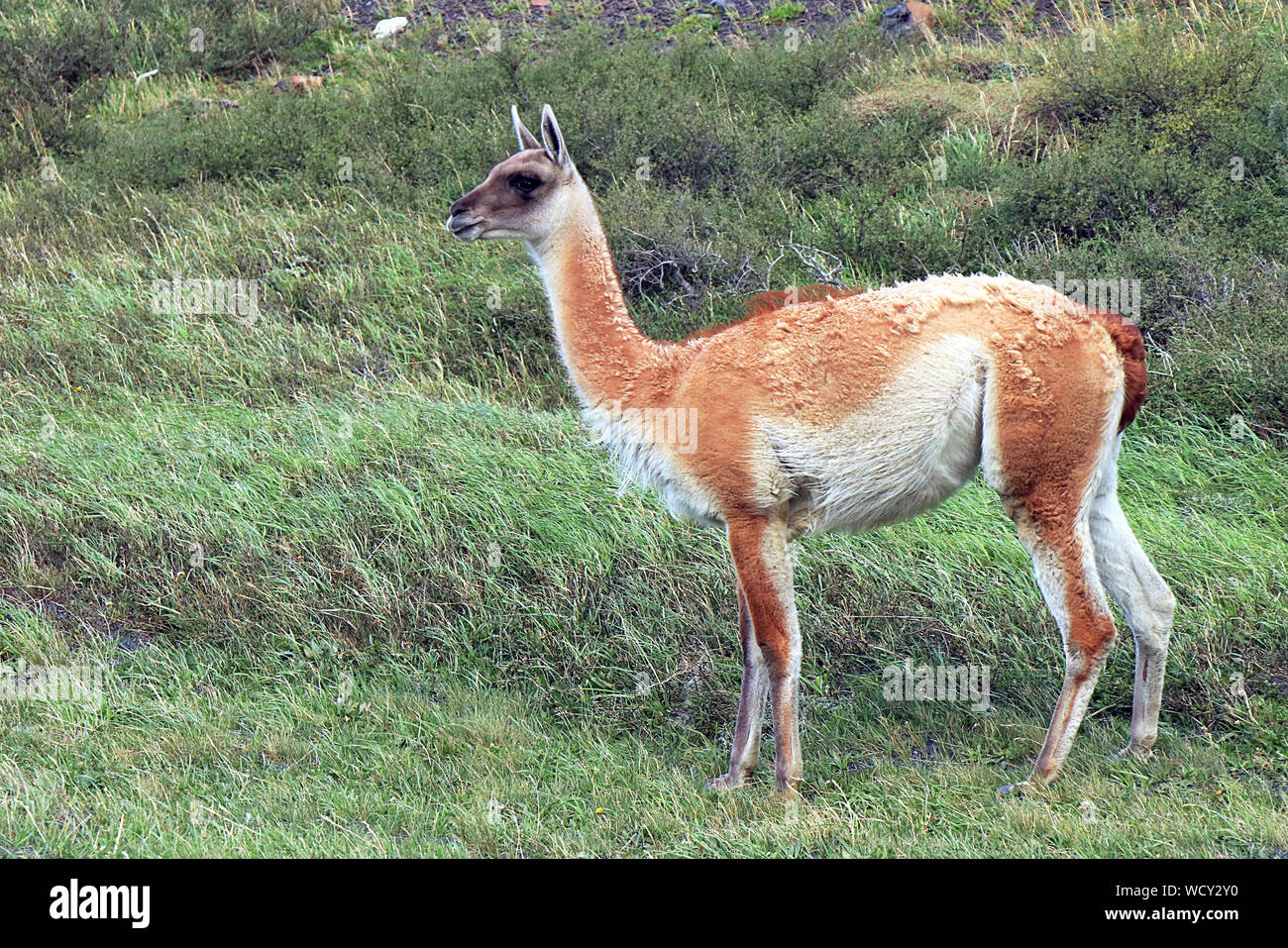 A wild and windswept patagonian lama hi-res stock photography and ...