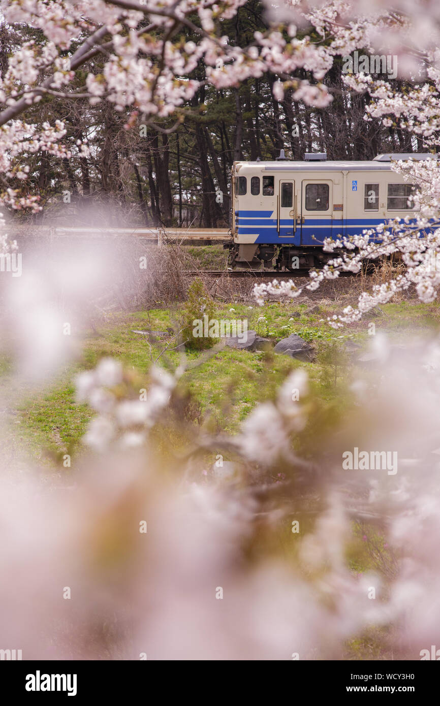 Cherry blossom train hi-res stock photography and images - Alamy