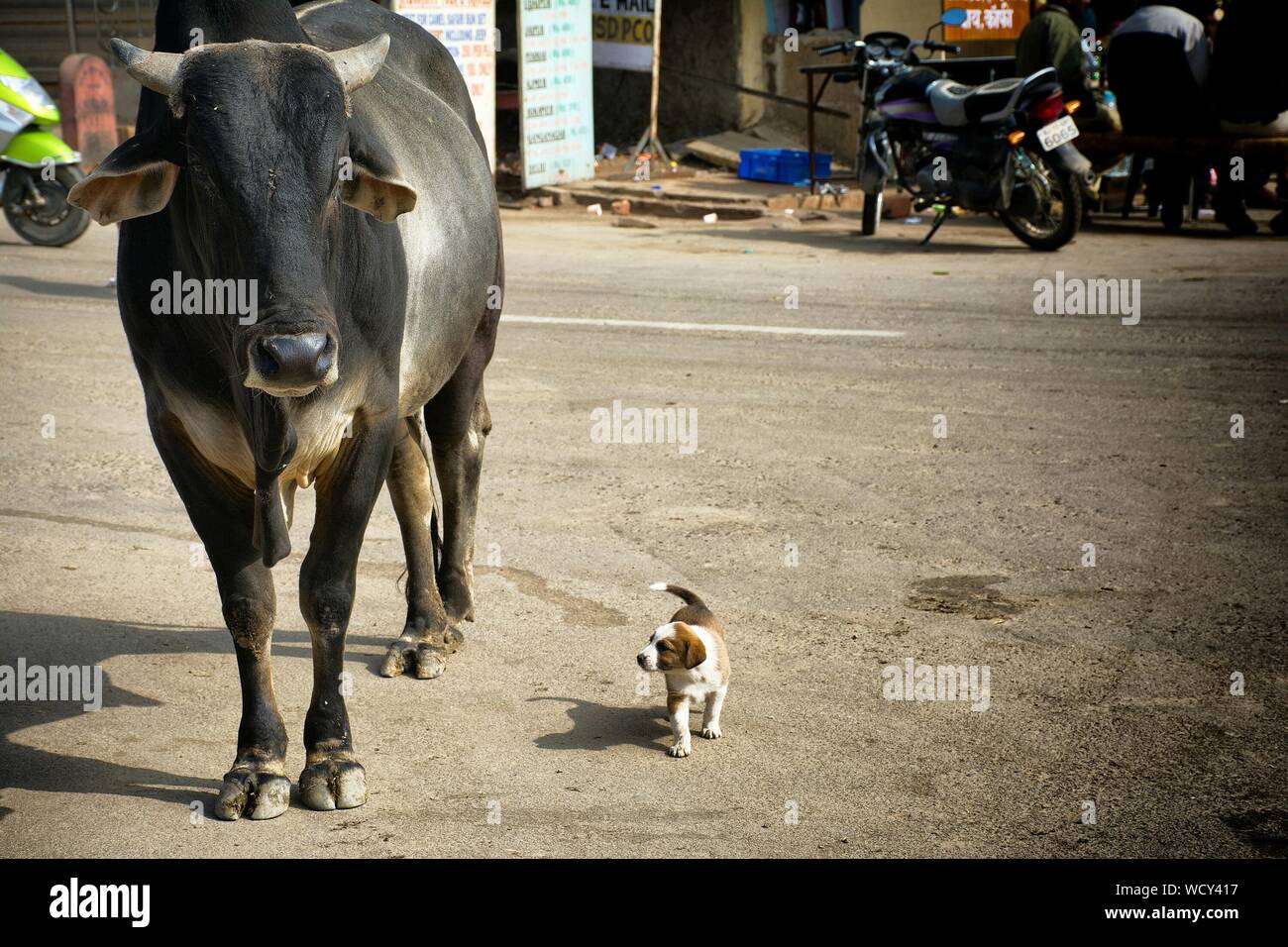 Walking with cow hi-res stock photography and images - Alamy