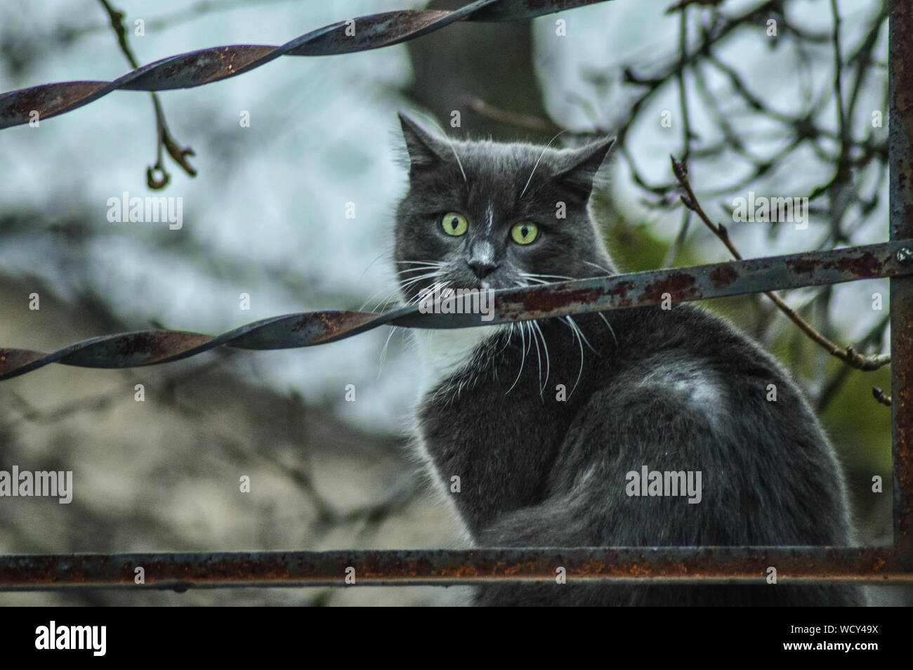 Black cat tree hi-res stock photography and images - Alamy