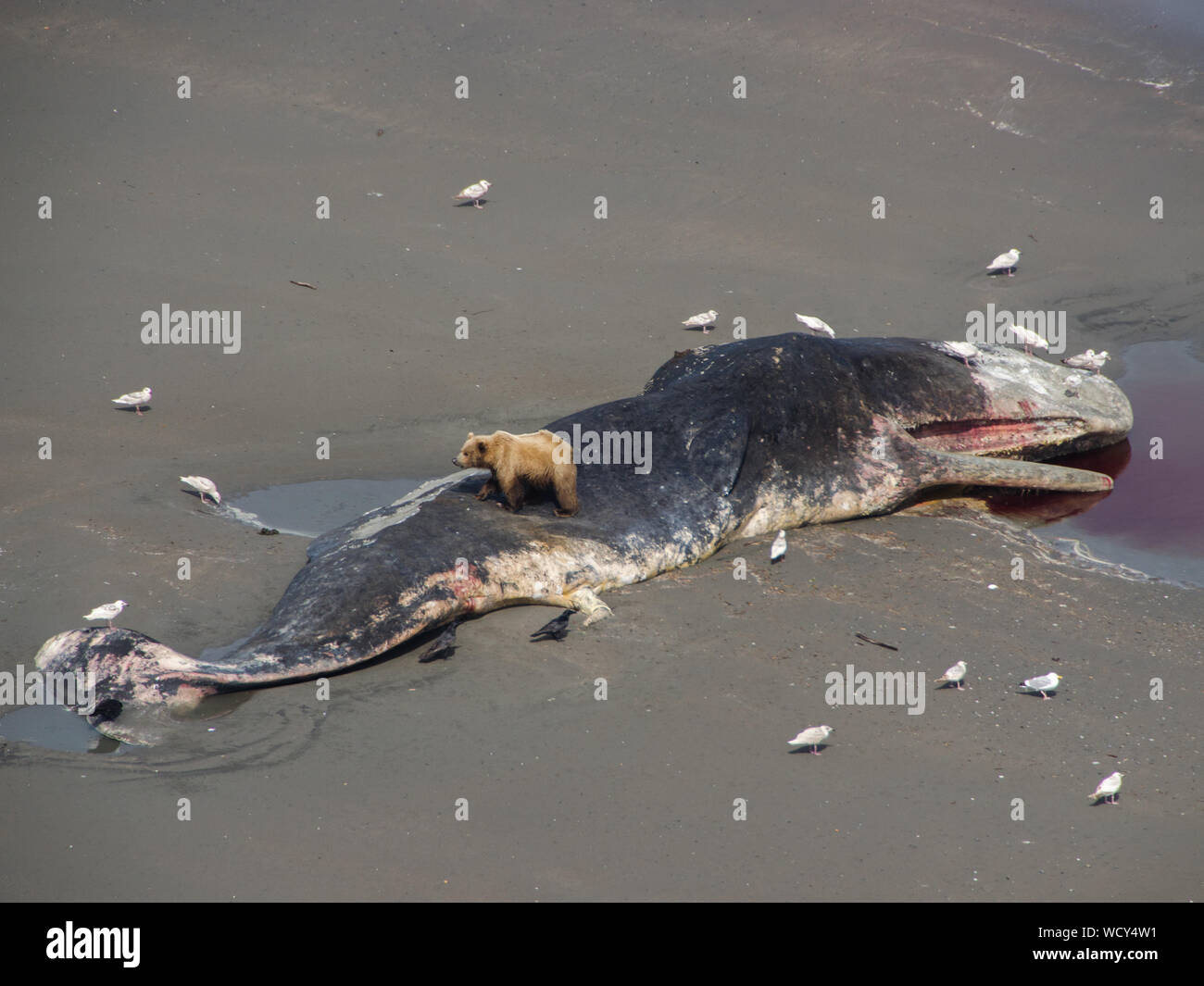 Death bear hi-res stock photography and images - Alamy