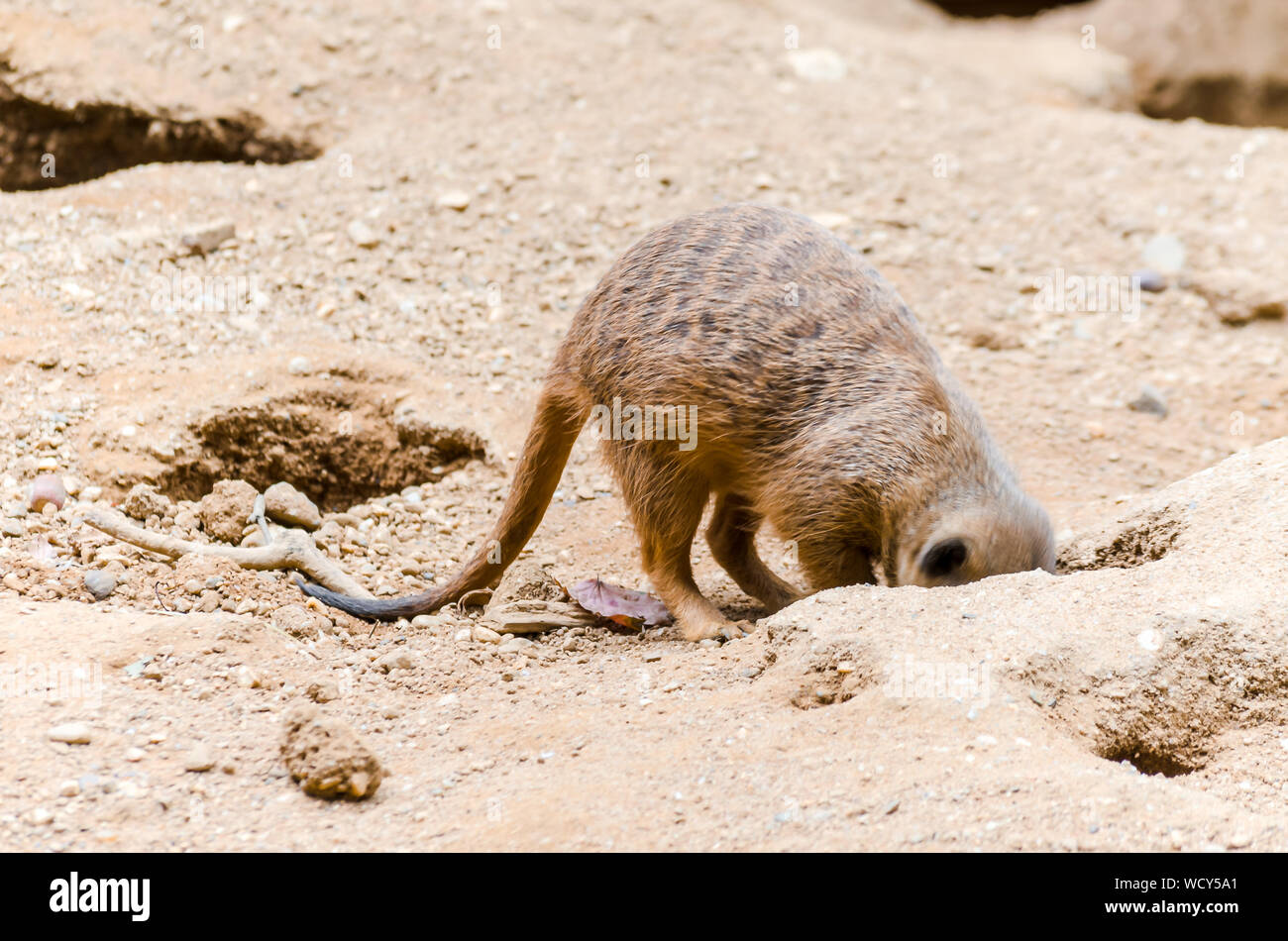 One meerkat burrow hi-res stock photography and images - Alamy