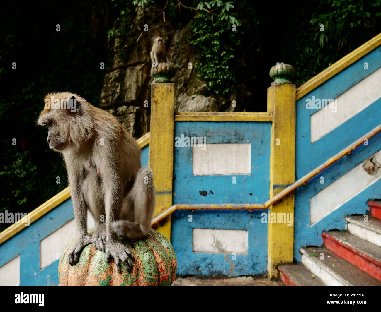 Monkey Stairs High Resolution Stock Photography and Images - Alamy