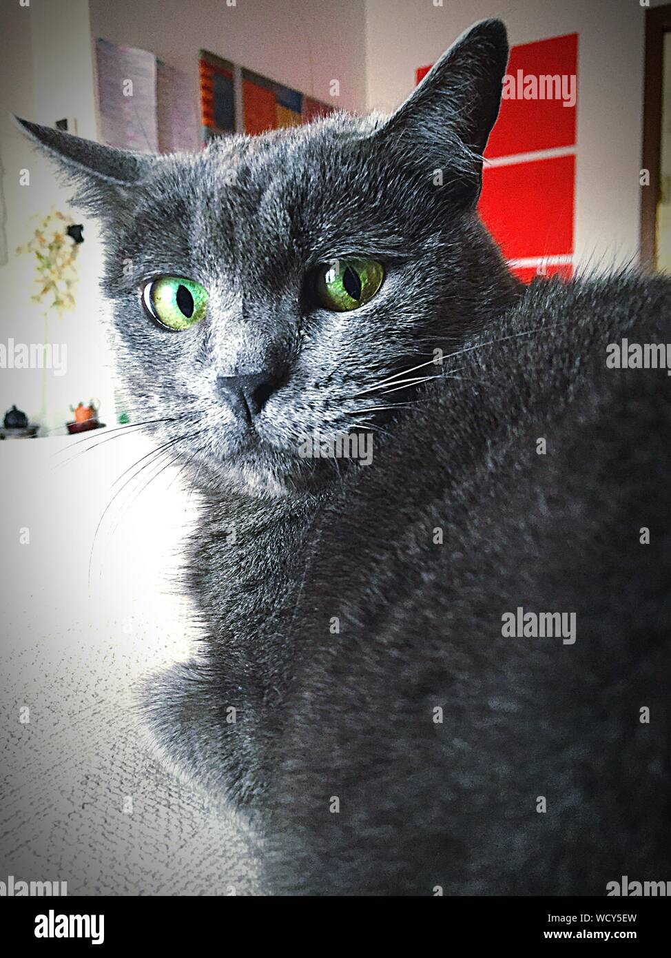 Chartreux cat portrait hi-res stock photography and images - Alamy