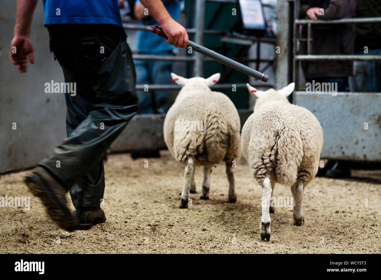 Man holding microchip reader wand, herding sheep in livestock market ...