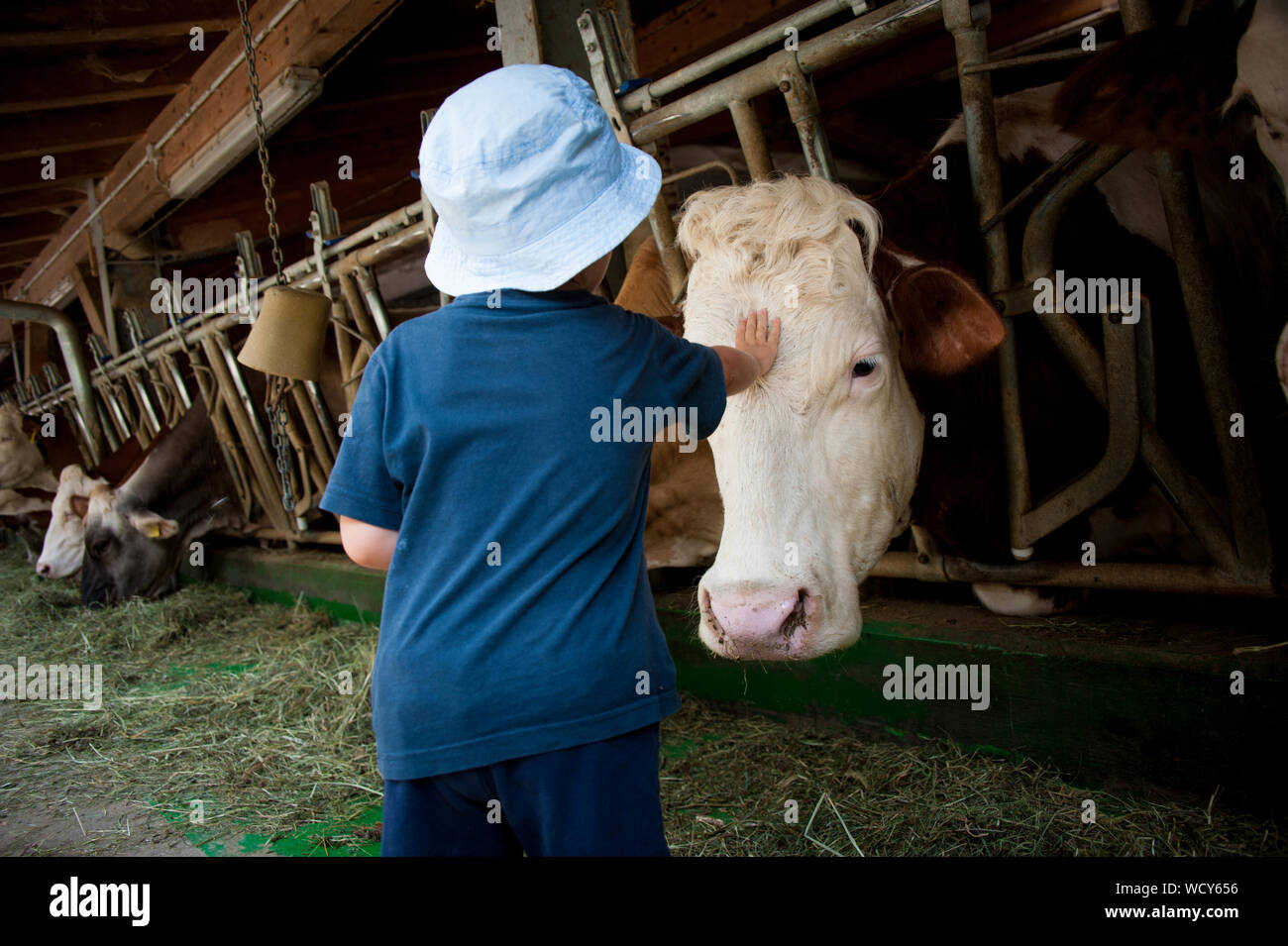 Boy touching cow hi-res stock photography and images - Alamy