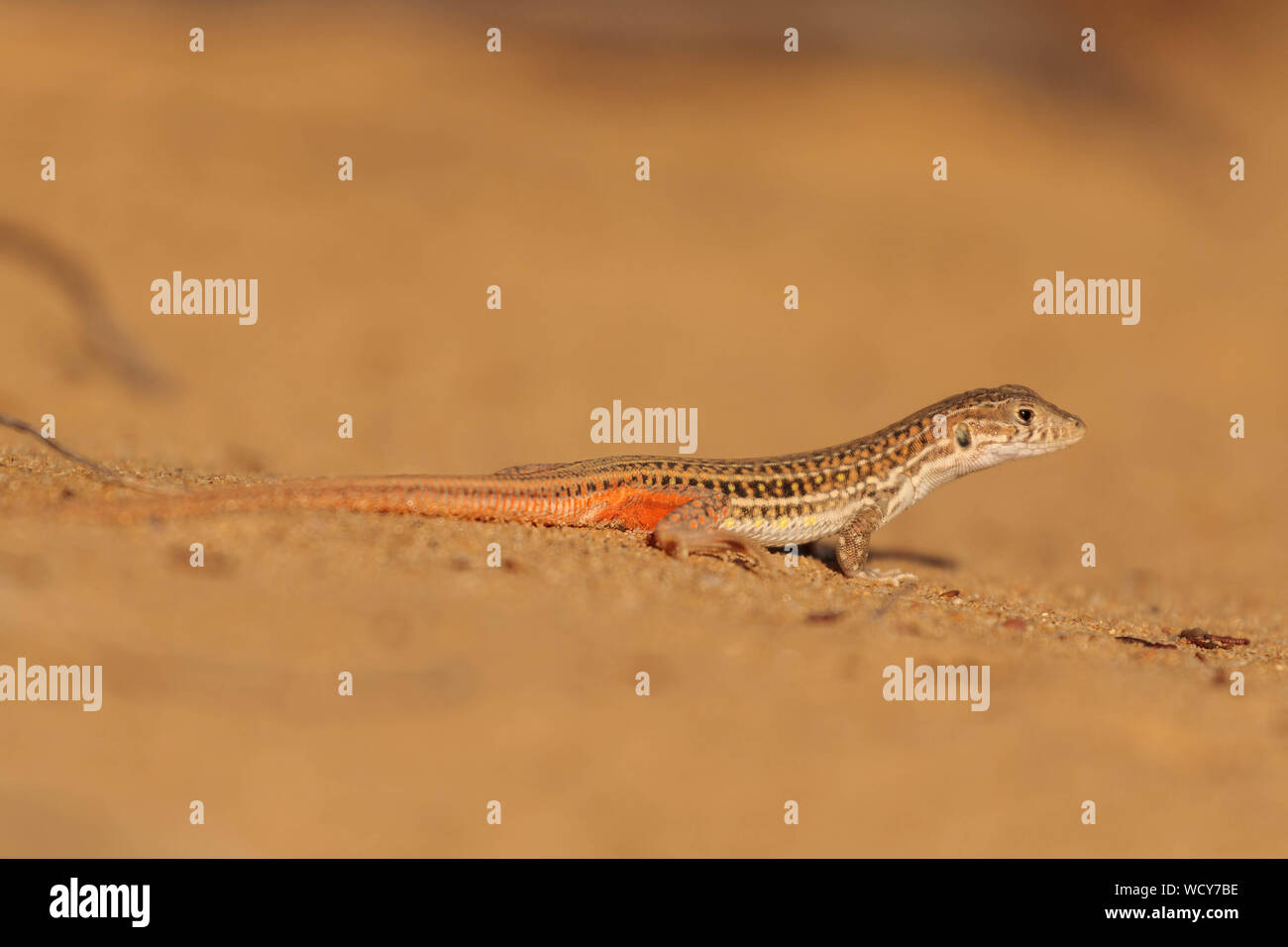 Lizard of desert hi-res stock photography and images - Alamy