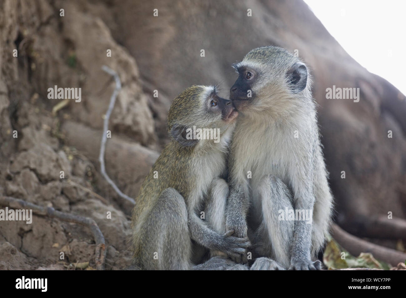 Monkey kissing another monkey Stock Photo - Alamy
