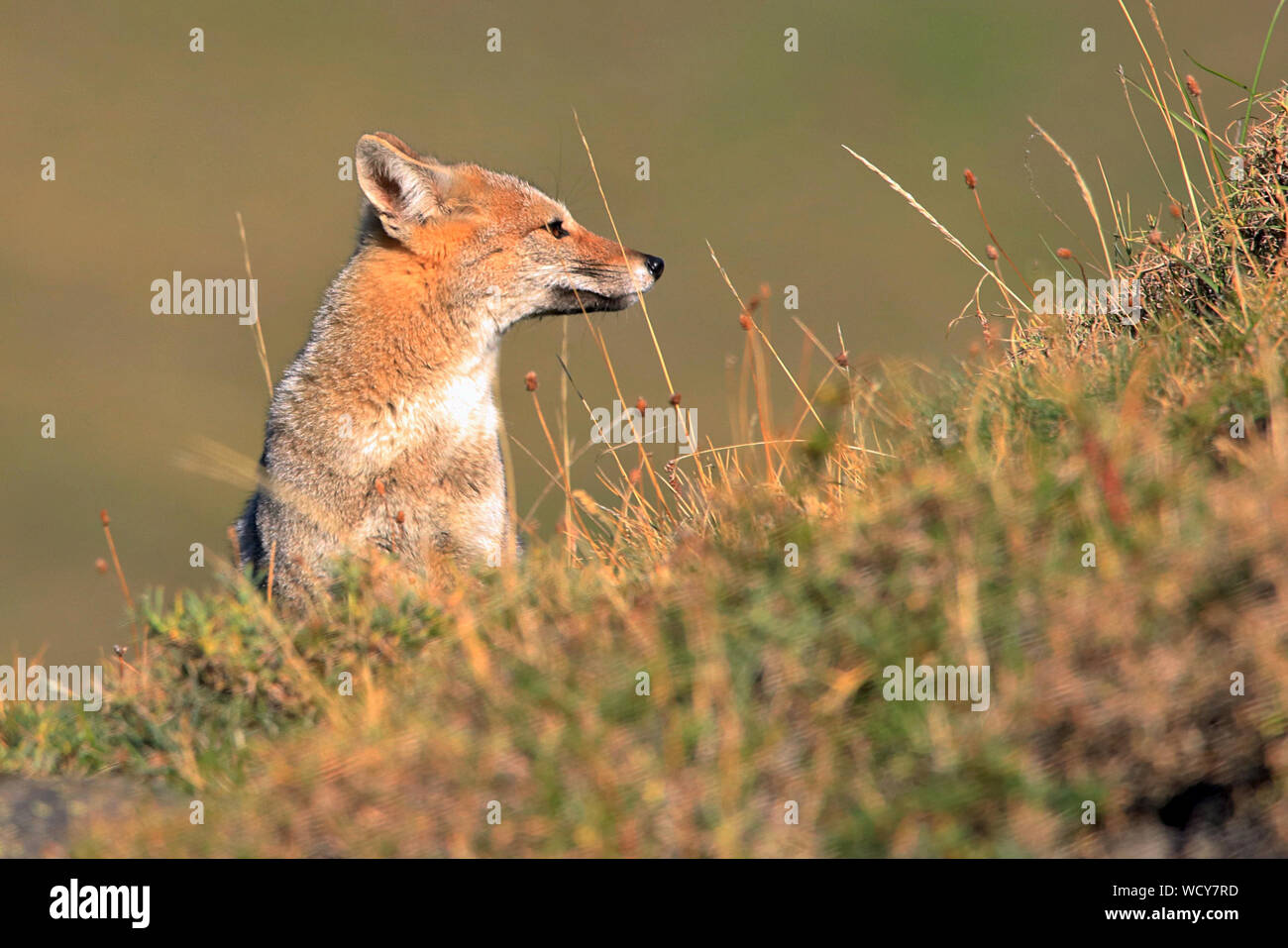 Animals of patagonia hi-res stock photography and images - Alamy