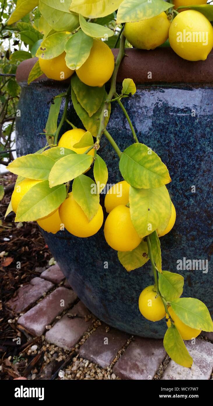 Lemon fruit plant pot hi-res stock photography and images - Alamy