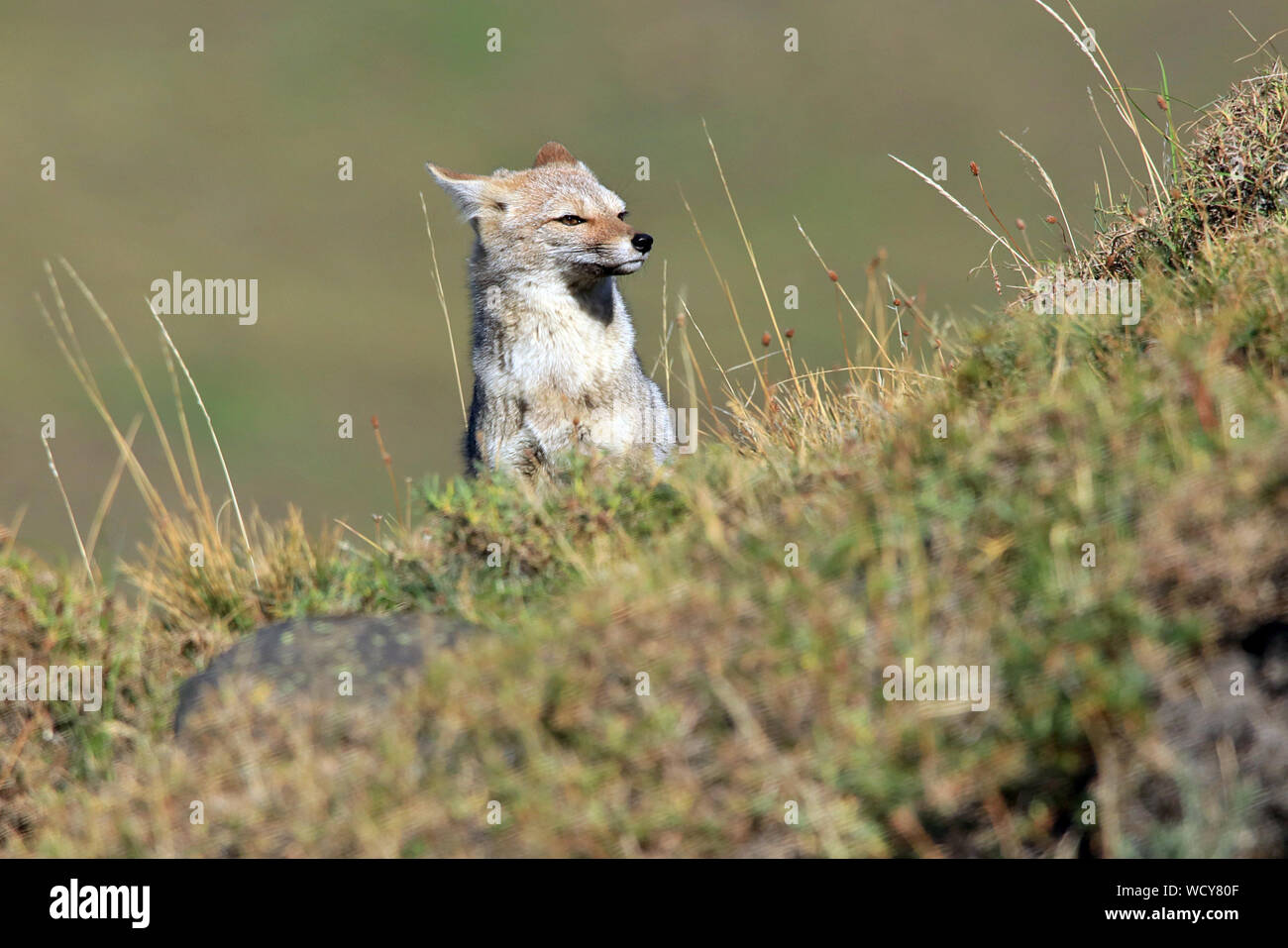 Sneaky wildlife hi-res stock photography and images - Alamy