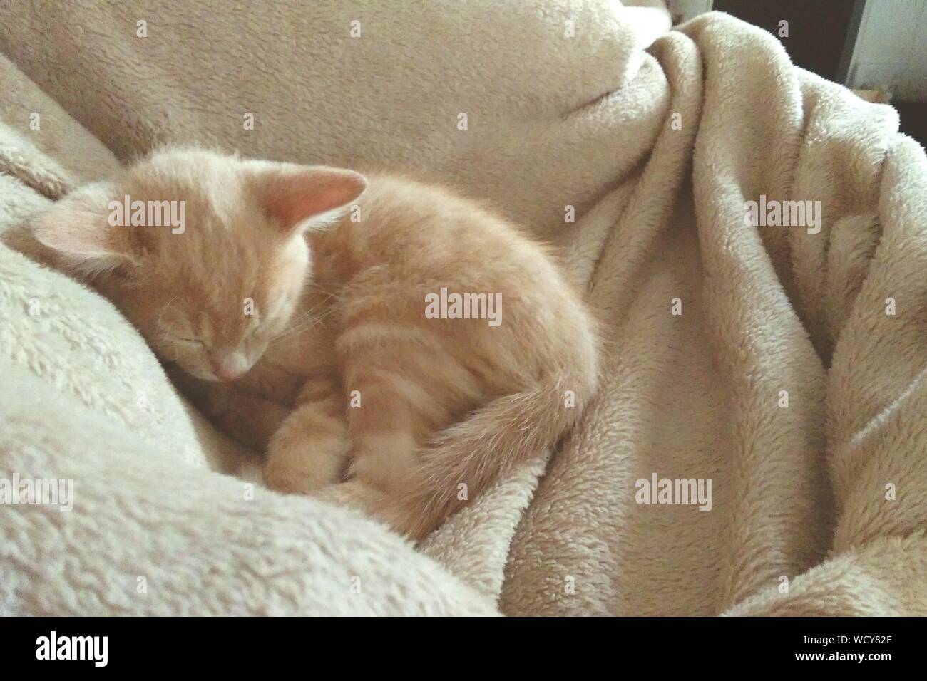 Ginger Cat Sleeping On Bed High Resolution Stock Photography and Images ...