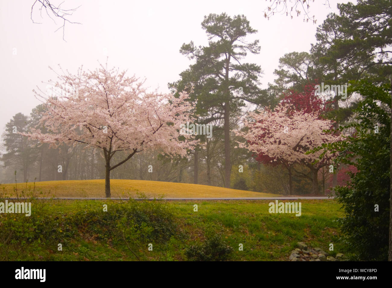Spring Tree Blooms, Hot Springs, Arkansas Stock Photo - Alamy