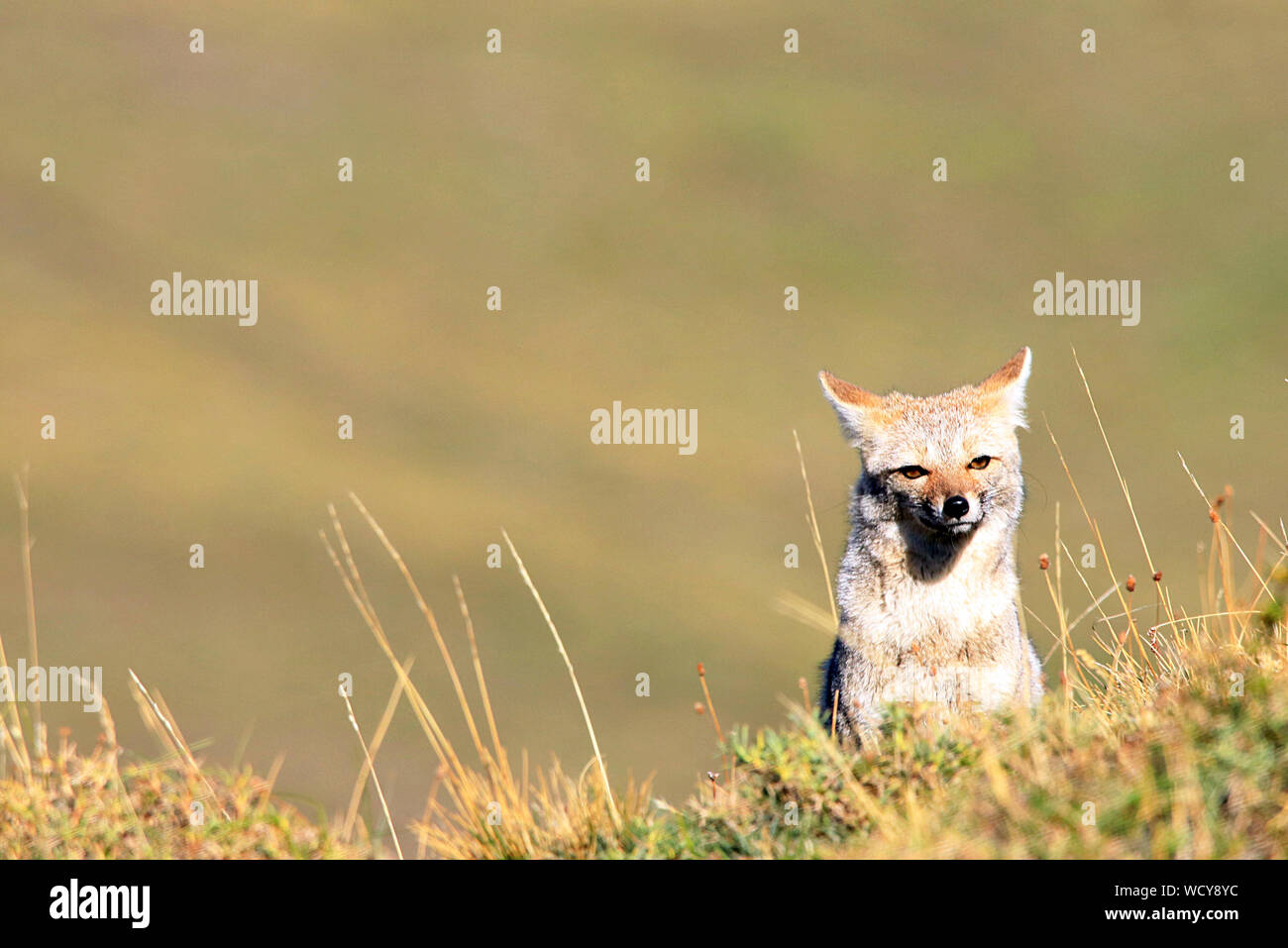 Animals of patagonia hi-res stock photography and images - Alamy