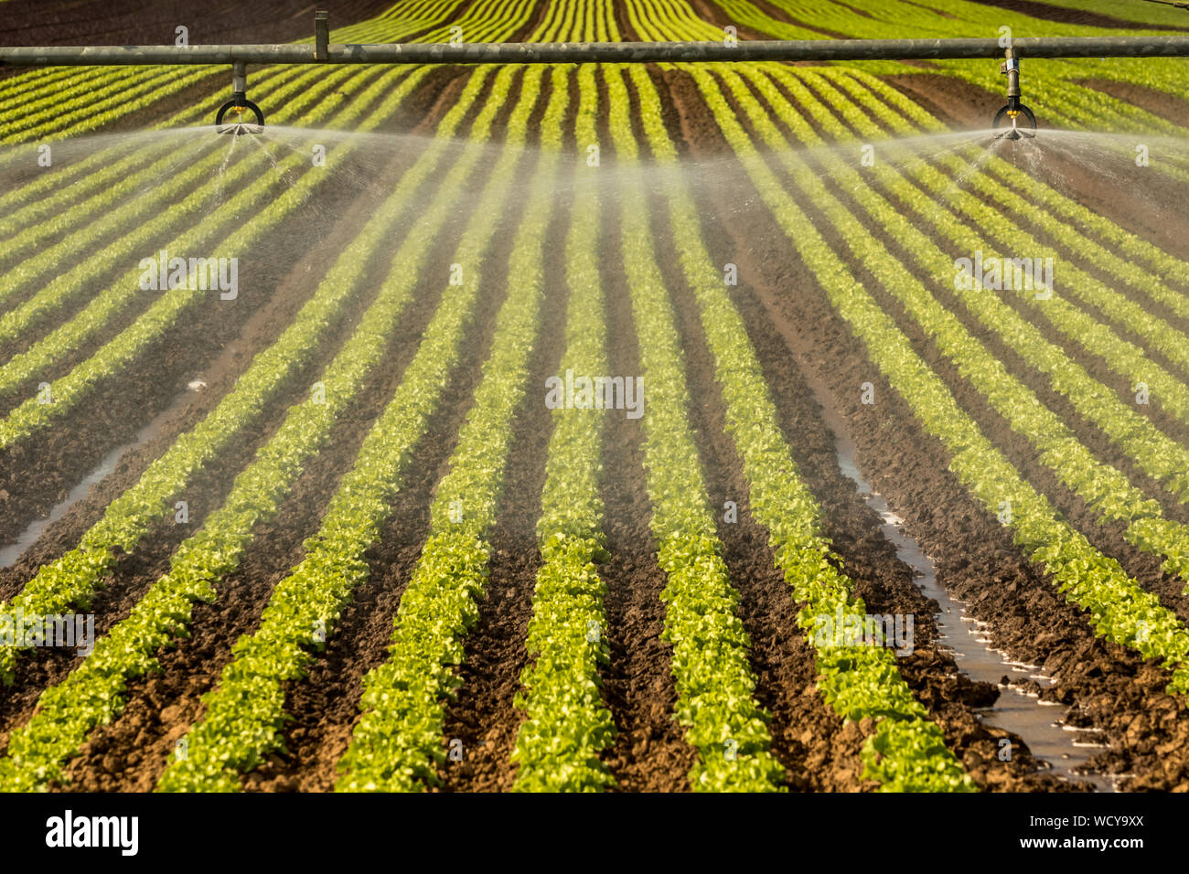 Agricultural crop water hi-res stock photography and images - Alamy