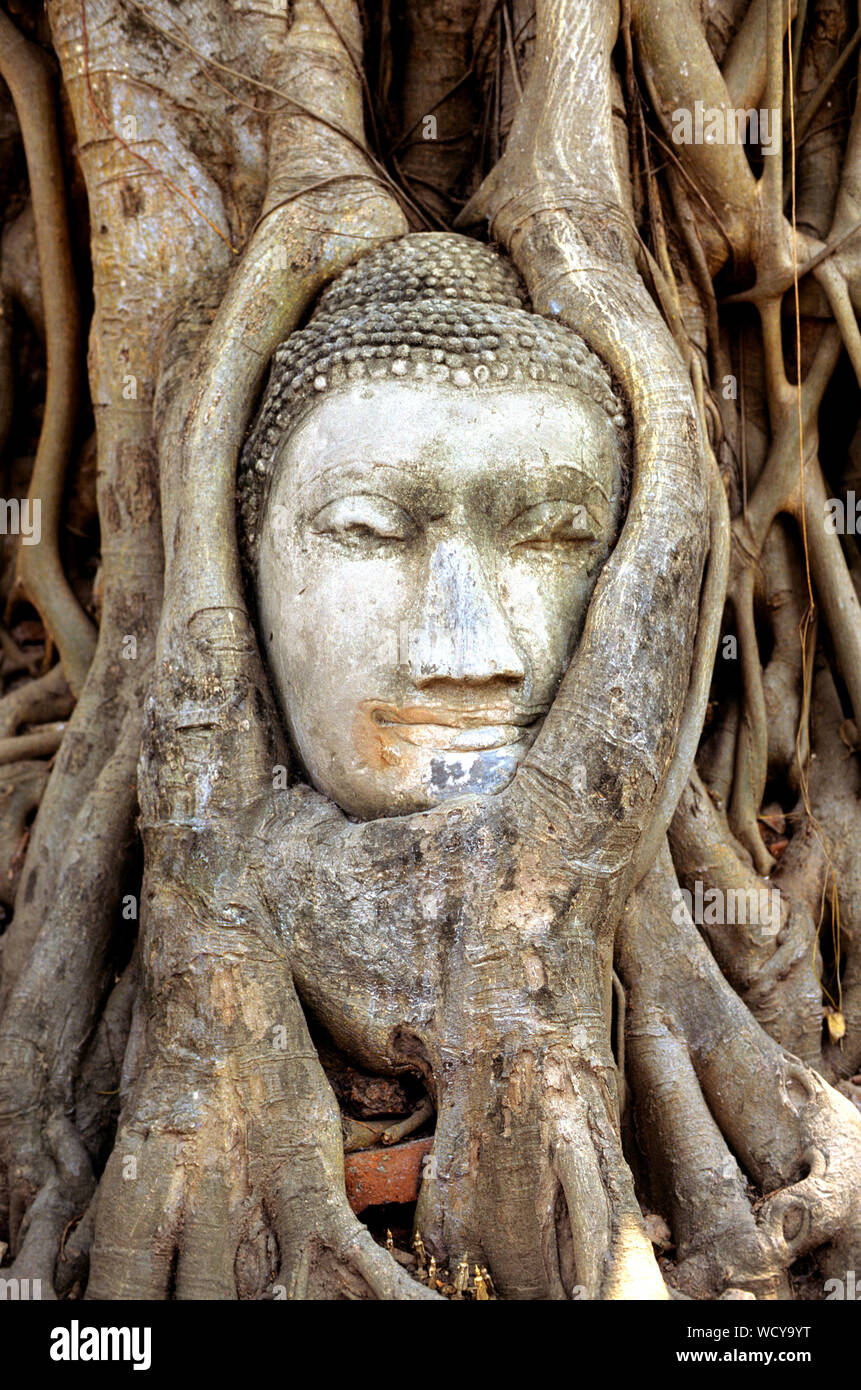 Wat mahathat buddha head in tree hi-res stock photography and images ...