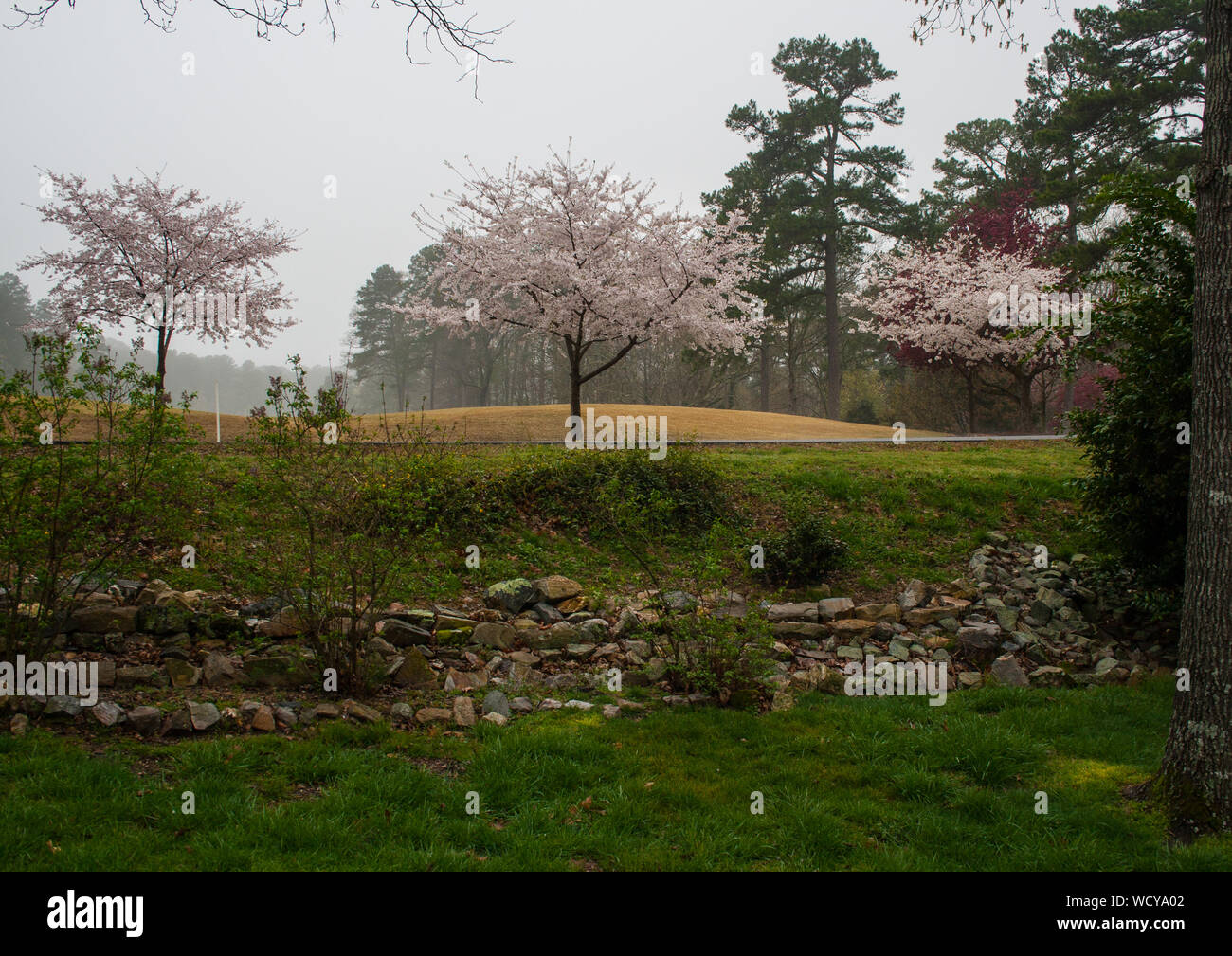 Spring Tree Blooms, Hot Springs, Arkansas Stock Photo - Alamy