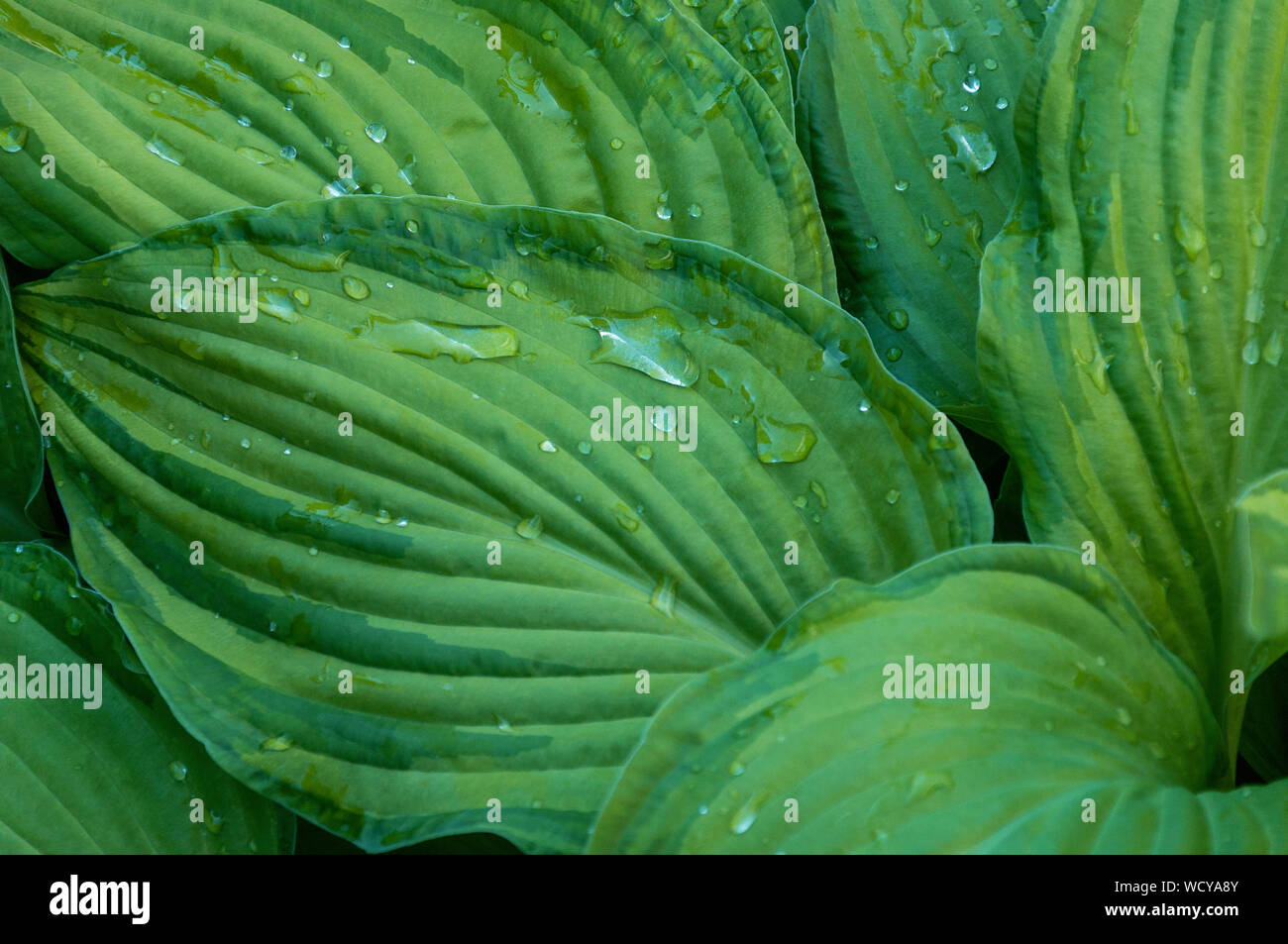 Wet plant leaves hi-res stock photography and images - Alamy