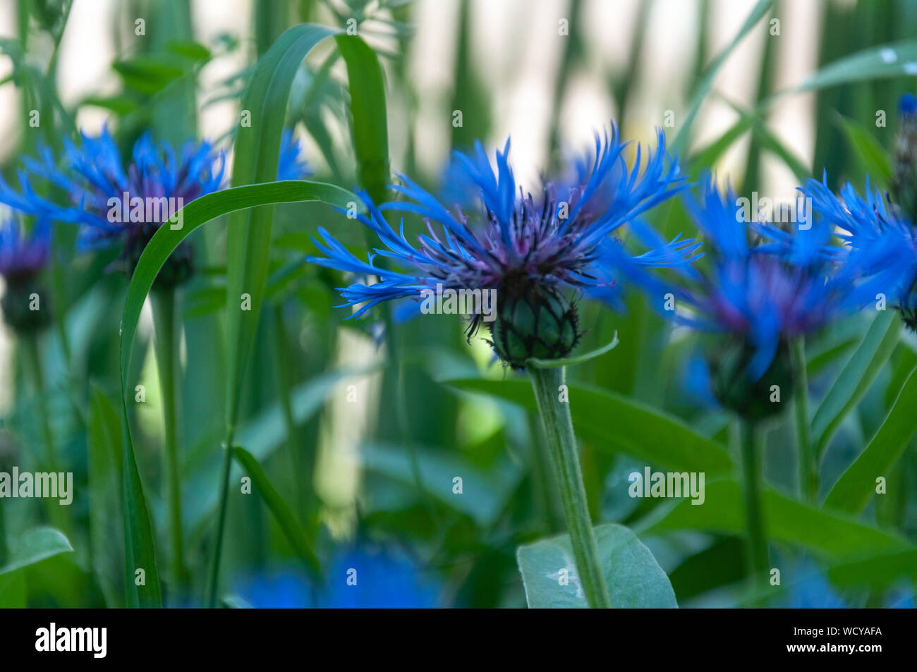 blue flowers in nature Stock Photo - Alamy
