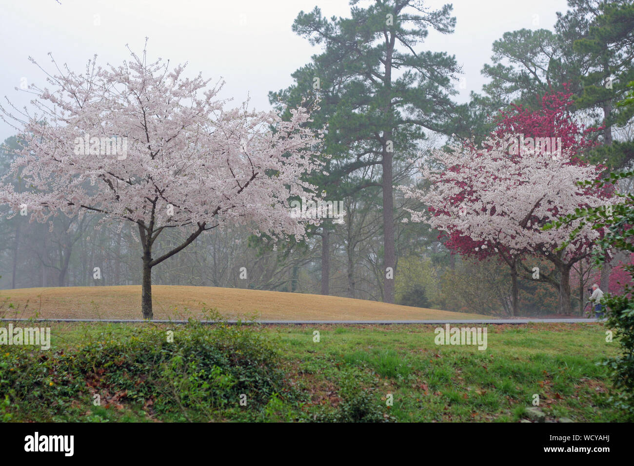 Spring Tree Blooms, Hot Springs, Arkansas Stock Photo - Alamy