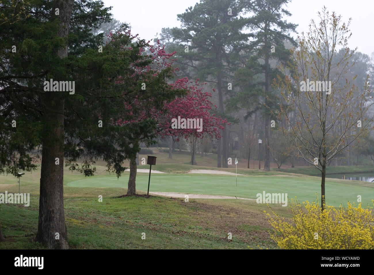 Spring Tree Blooms, Hot Springs, Arkansas Stock Photo - Alamy