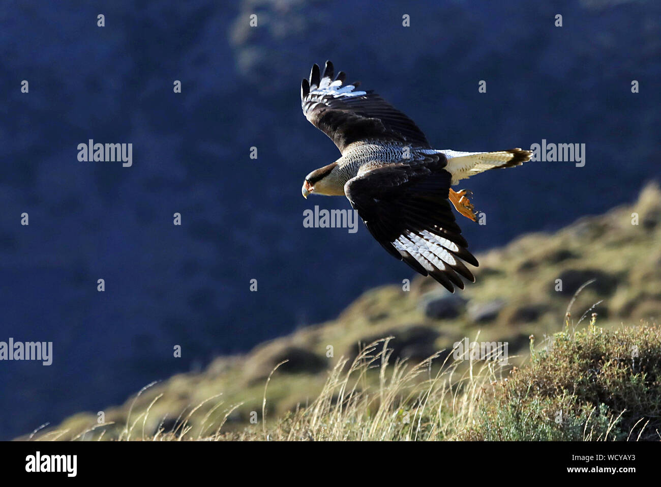 Swooping falcon hi-res stock photography and images - Alamy