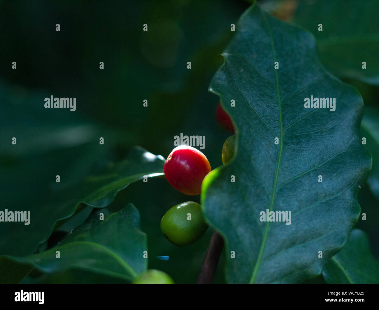 Coffee bean plant hi-res stock photography and images - Alamy