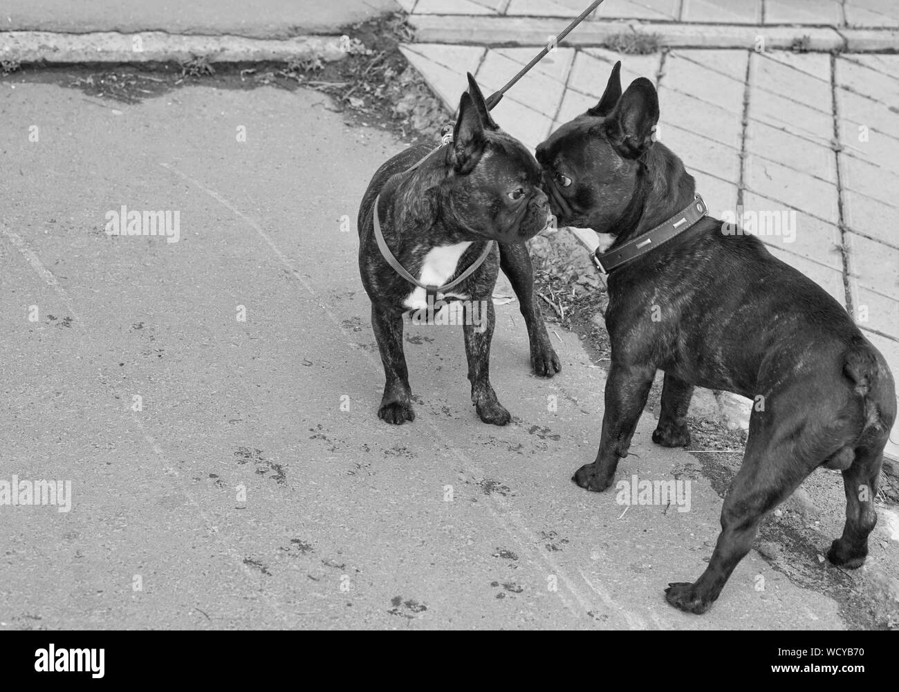 Two french bulldog hi-res stock photography and images - Alamy