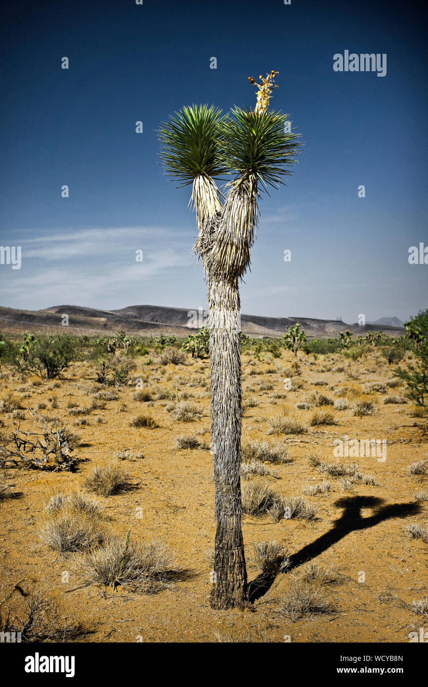Tall bushy shrub hi-res stock photography and images - Alamy