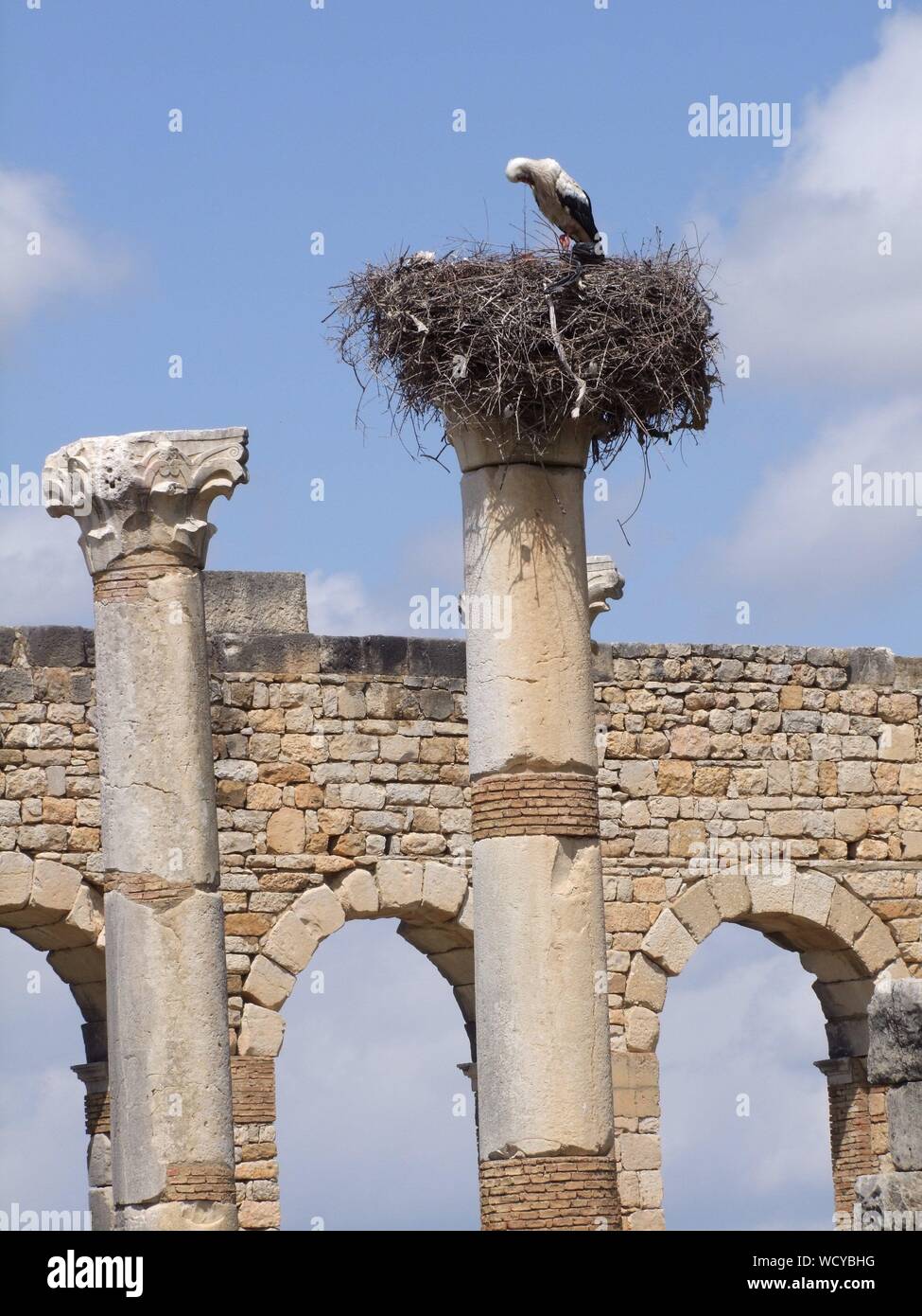 Column nest hi-res stock photography and images - Alamy
