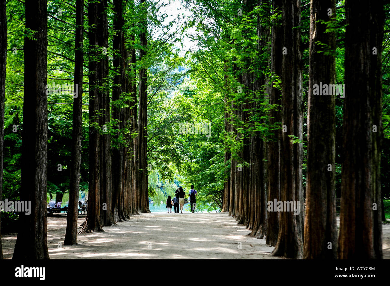 Walking way between trees hi-res stock photography and images - Alamy