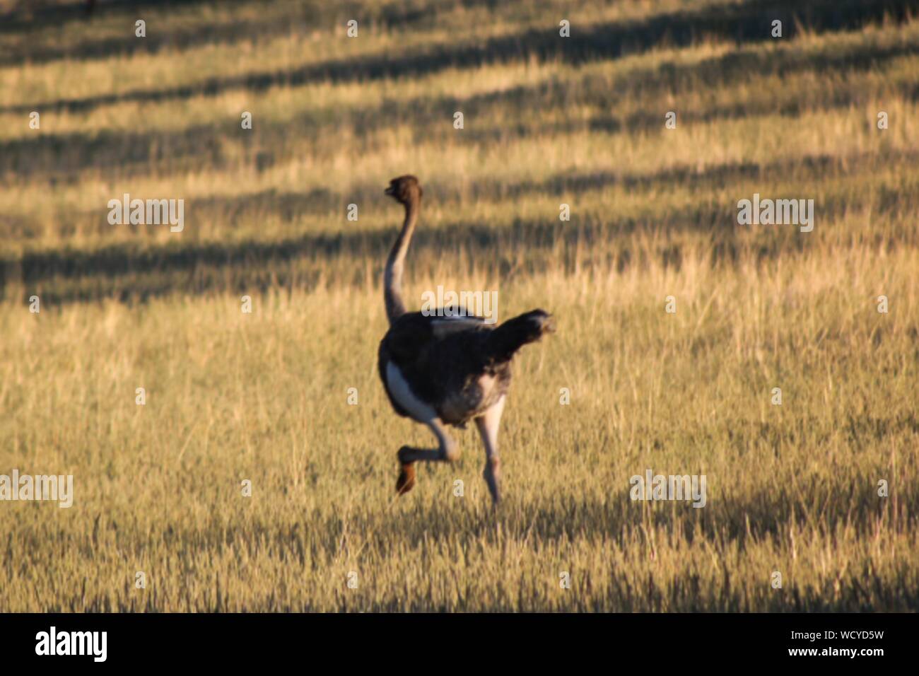 Running Ostrich High Resolution Stock Photography and Images - Alamy