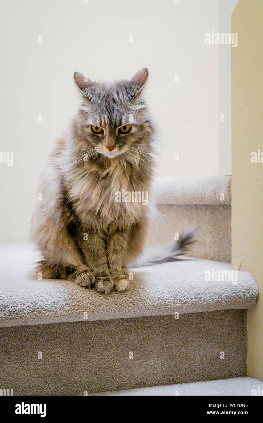 Cat on stairs hi-res stock photography and images - Alamy