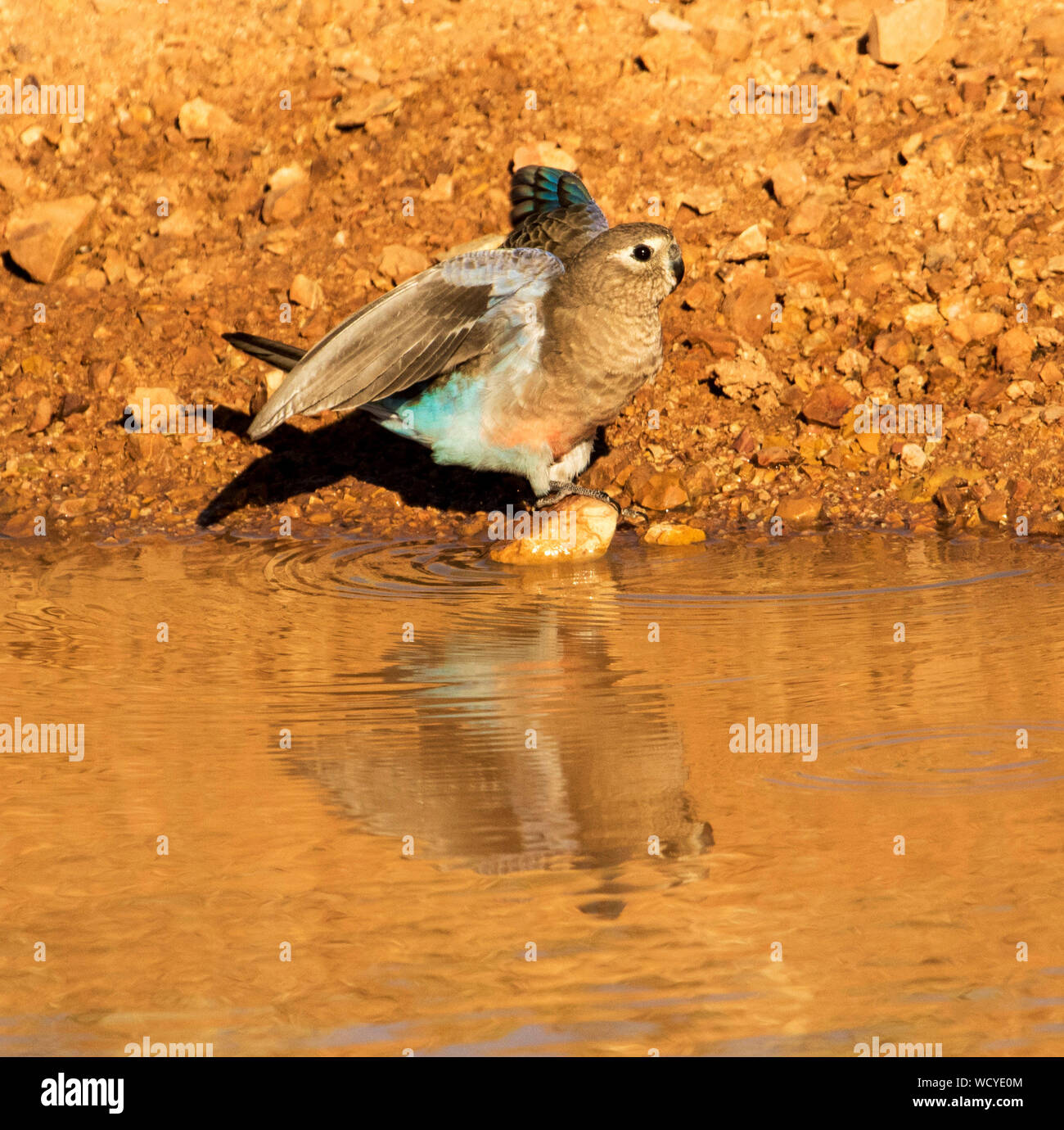Bourkes parrot hi-res stock photography and images - Alamy