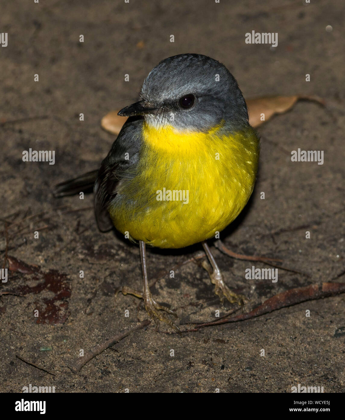 Australian robin hi-res stock photography and images - Alamy