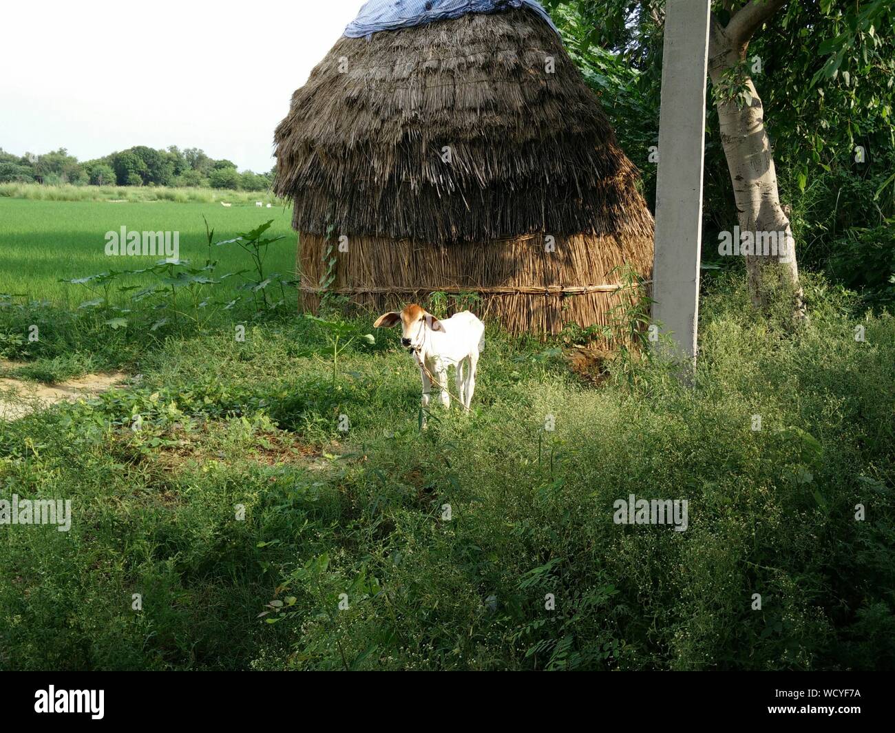 Thatched roof animal hi-res stock photography and images - Alamy