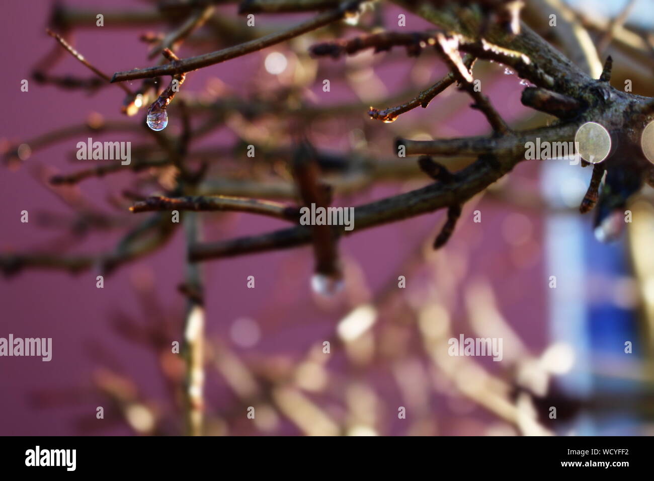 Wet sticks hi-res stock photography and images - Alamy