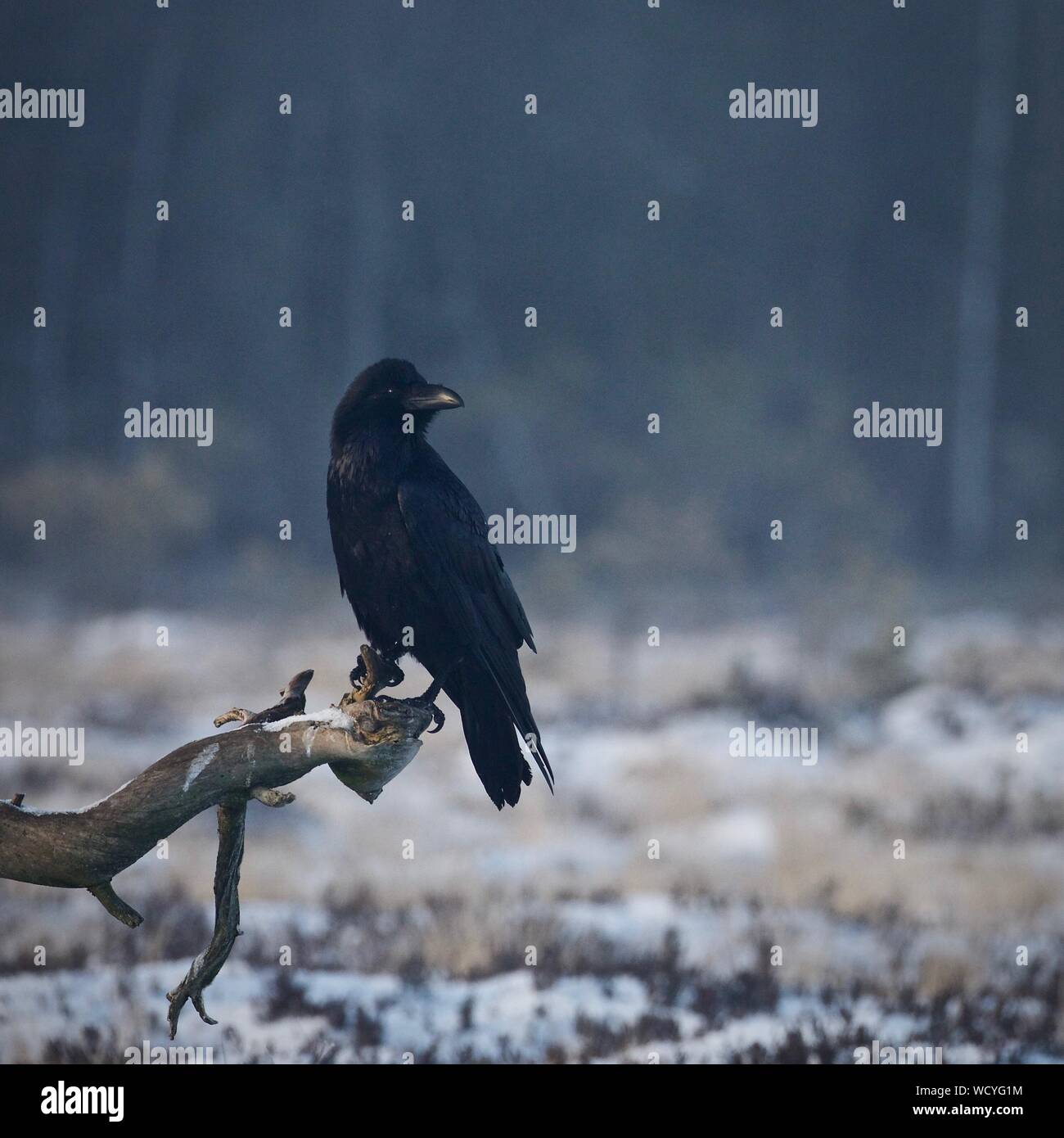 Raven in the winter hi-res stock photography and images - Alamy
