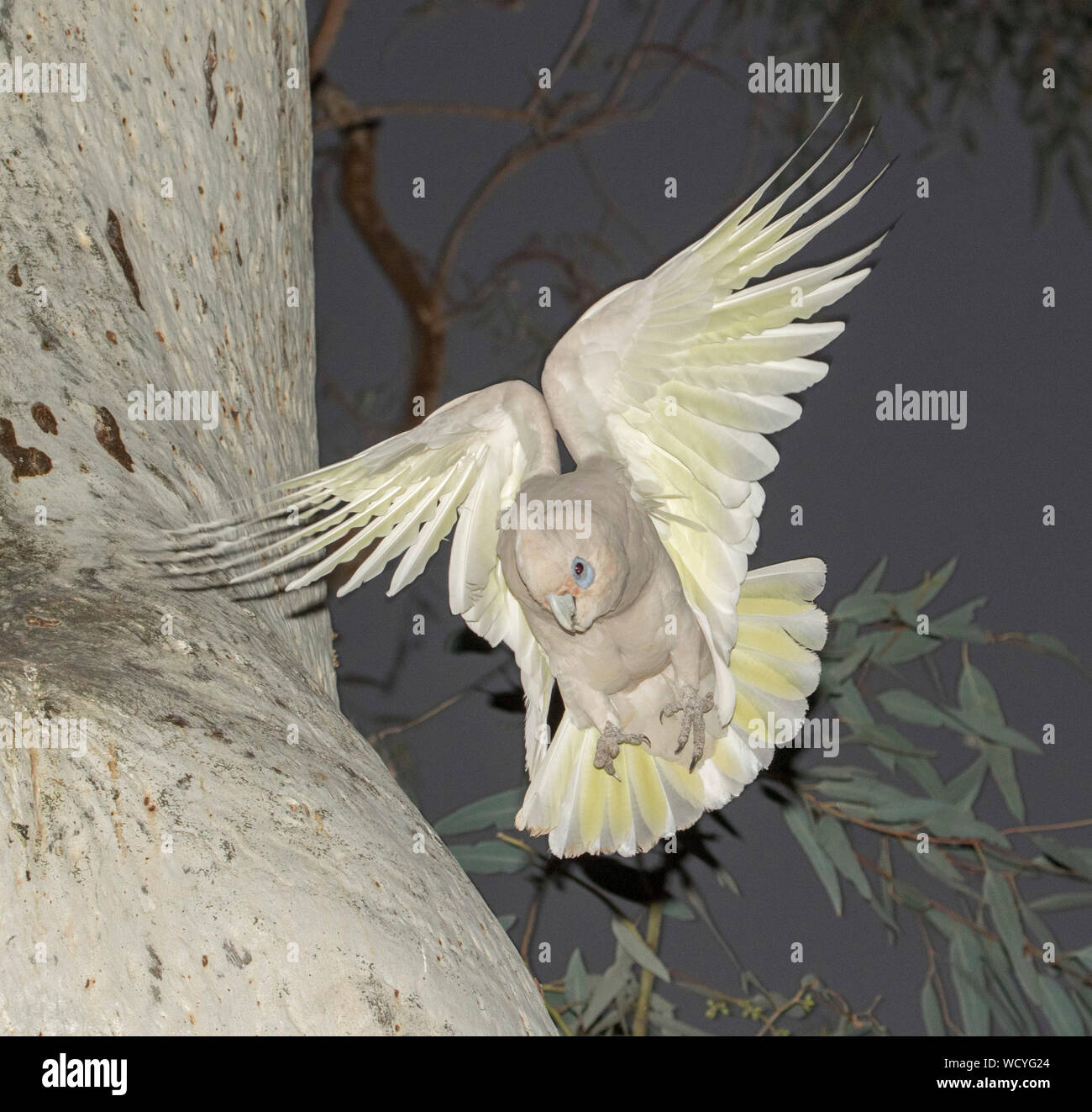 Stunning imageof Little corella, Cacatua sanguinea, a white parrot, in ...