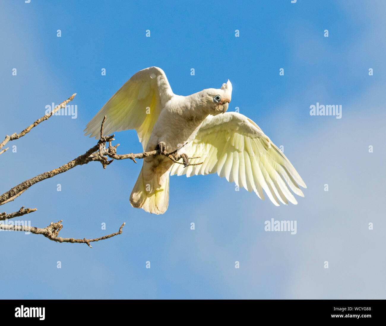 Little corella, Cacatua sanguinea, Australian white parrot on branch of ...