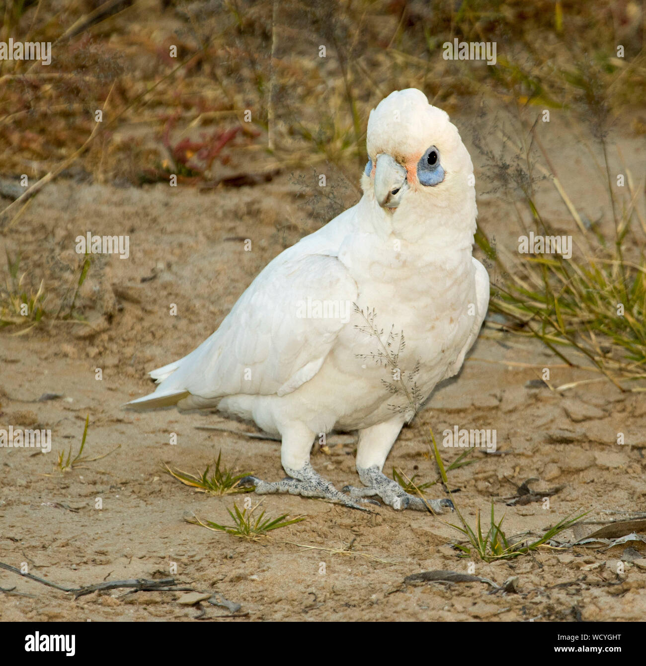 Corella bird hi-res stock photography and images - Alamy
