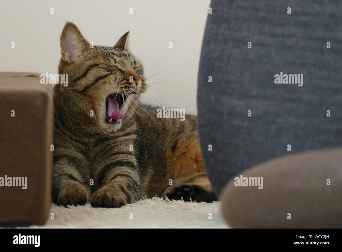 Yawing animal hi-res stock photography and images - Alamy