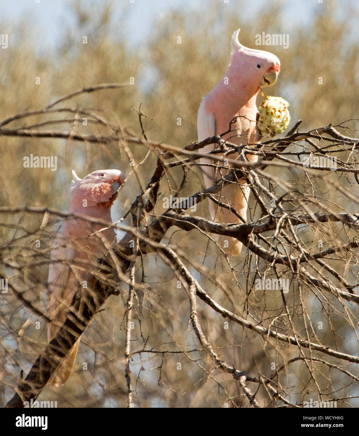 Major mitchell pink cockatoo hi-res stock photography and images - Alamy