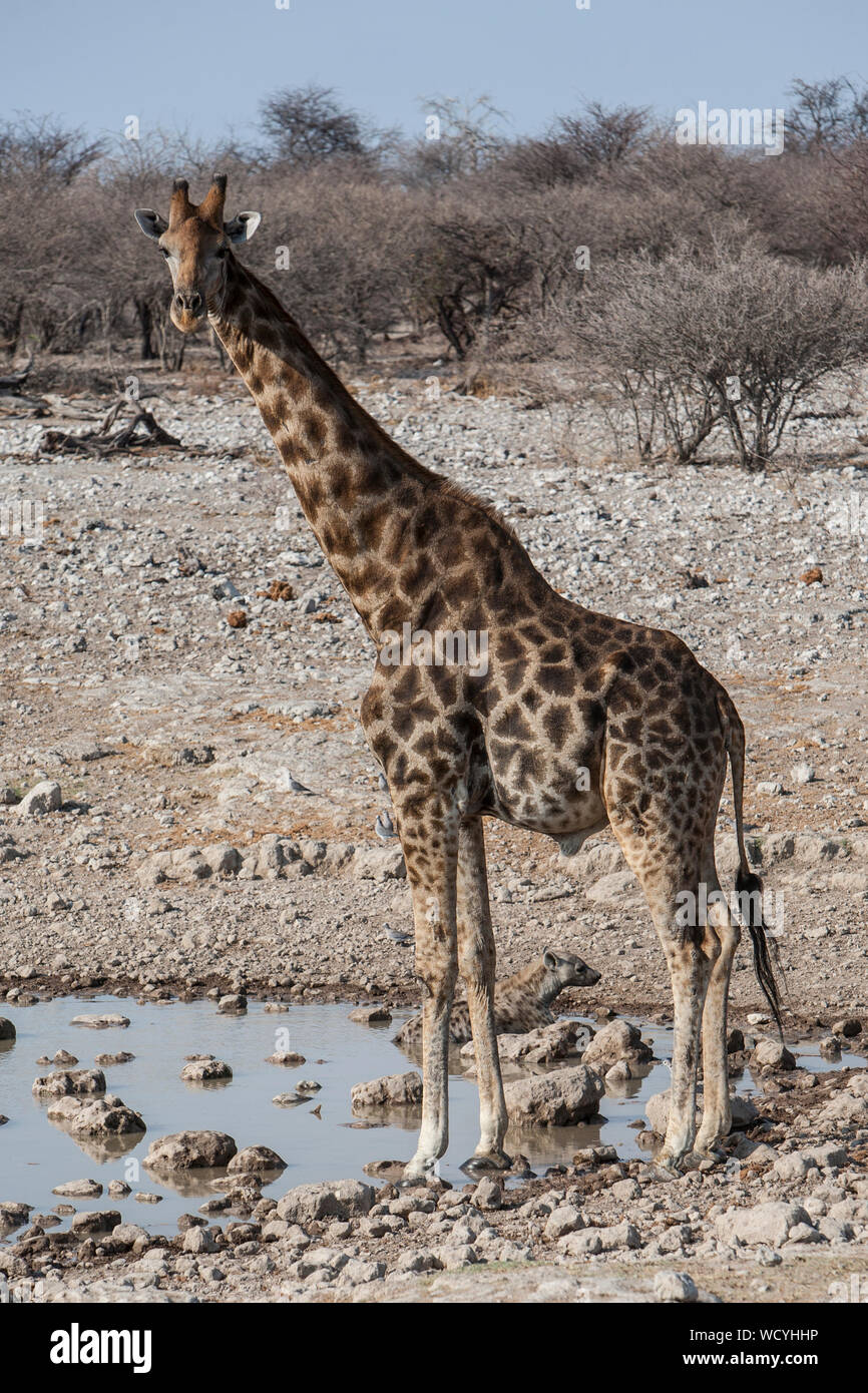 Giraffe standing side by side High Resolution Stock Photography and ...