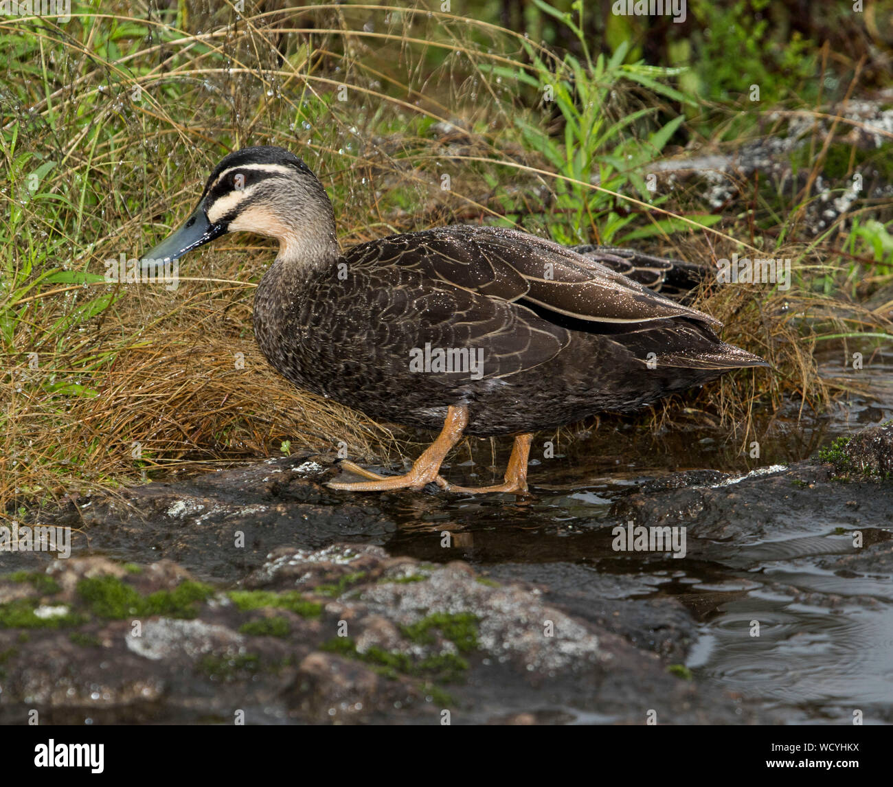 Australian Pacific black duck, Anas superciliosa, wandering through ...