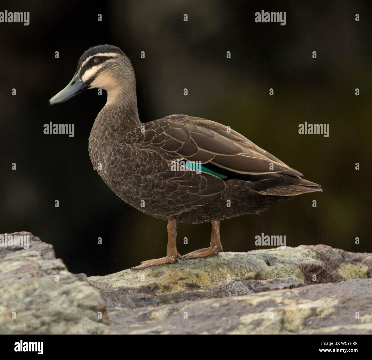 Australian Pacific black duck, Anas superciliosa, standing on rock at ...