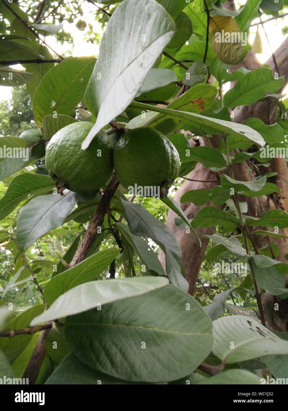 Tree Guava High Resolution Stock Photography and Images - Alamy